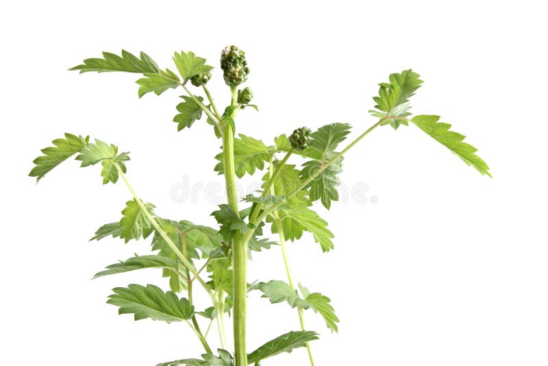 Small Burnet (Sanguisorba Minor) Stock Image - Image of burnet, small ...