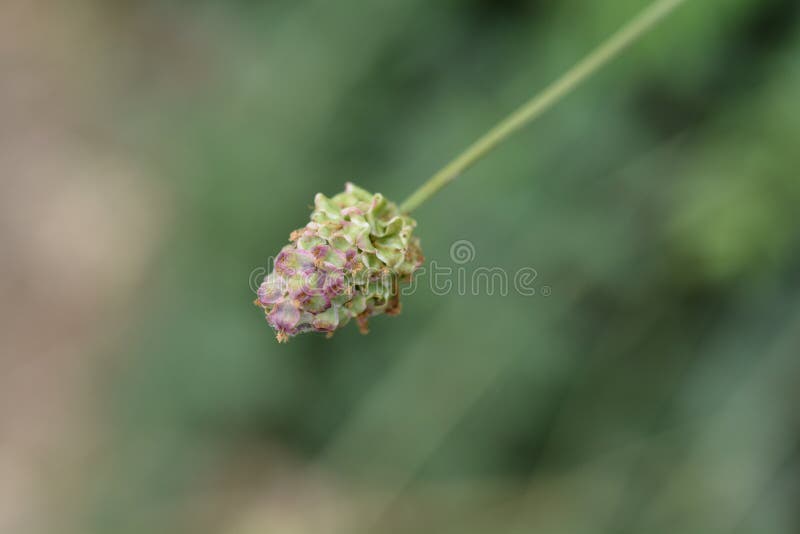 Small Burnet (Sanguisorba Minor) Stock Image - Image of burnet, small ...