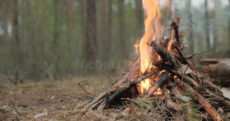 Small Burning Fire in the Forest in Cloudy Weather. Low Angle Shot of ...