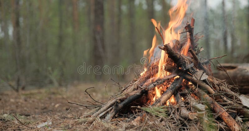 Small Burning Fire in the Forest in Cloudy Weather. Low Angle Shot of ...
