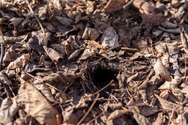 Small burrow in forest. stock photo. Image of background - 70877812