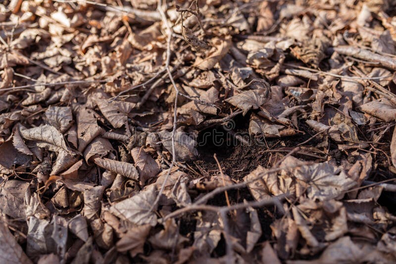 Burrow of a Small Animal Under the Roots of a Tree Stock Photo - Image ...