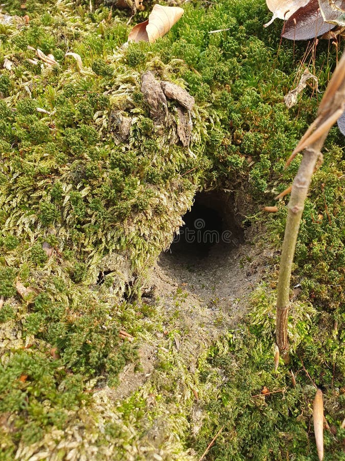A Small Burrow Hidden Under a Fluffy Layer of Moss in the Forest. Stock ...