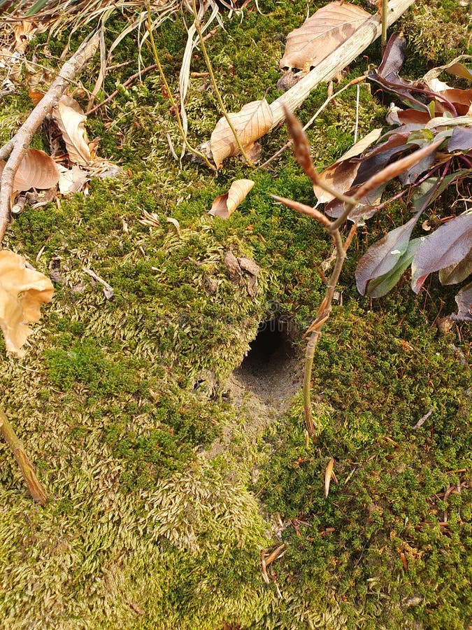 A Small Burrow Hidden Under a Fluffy Layer of Moss in the Forest Stock ...