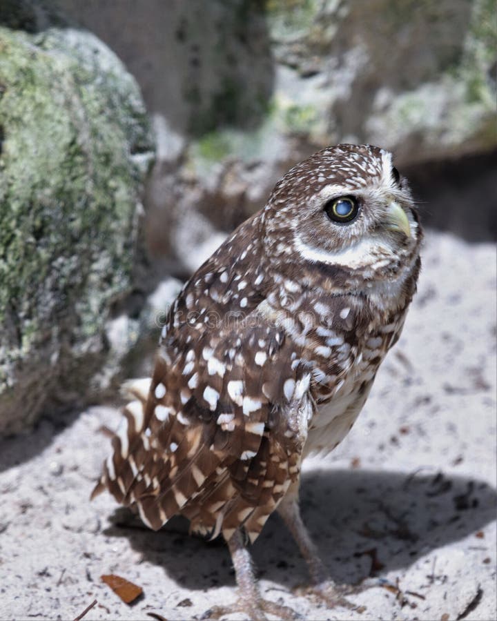 Small Burrowing Owl stock image. Image of feathers, athene - 95560767