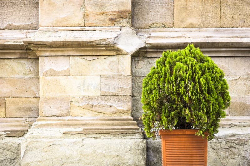 Small bush stock photo. Image of houseplant, front, bushy - 28742818