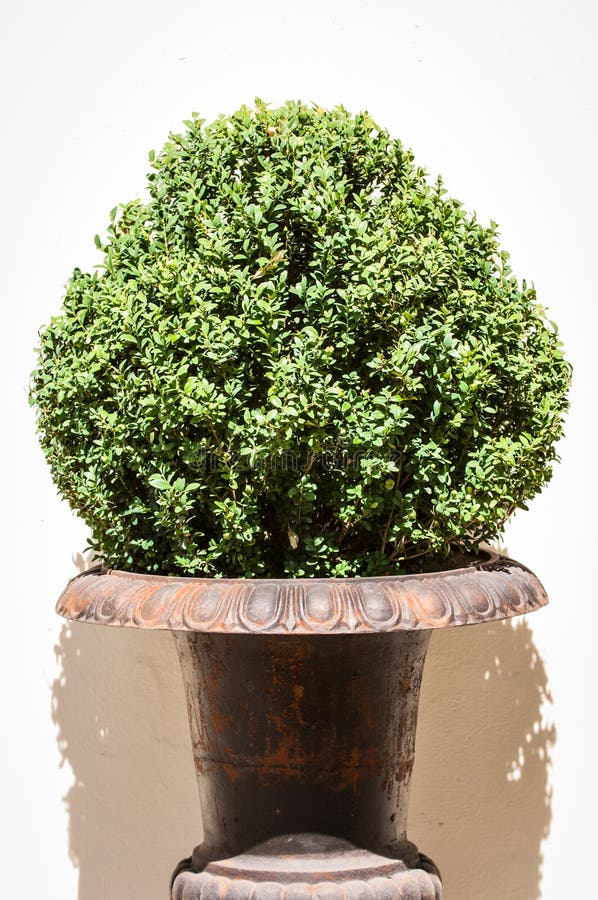 Small bush stock photo. Image of color, gardens, cultivated - 28742952