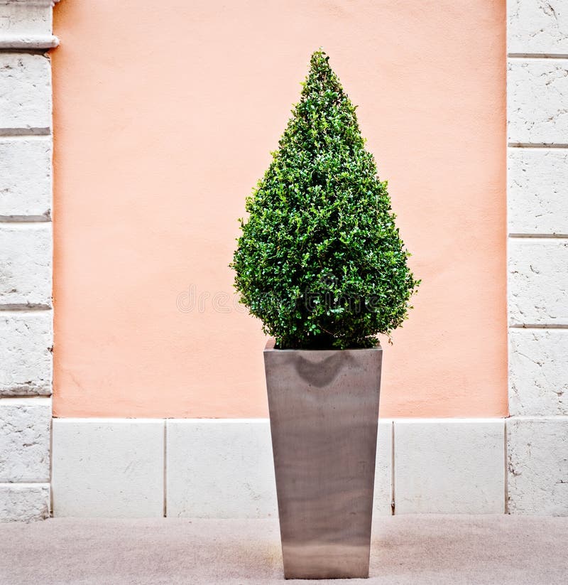 Small bush stock image. Image of bush, houseplant, sparse - 29412399