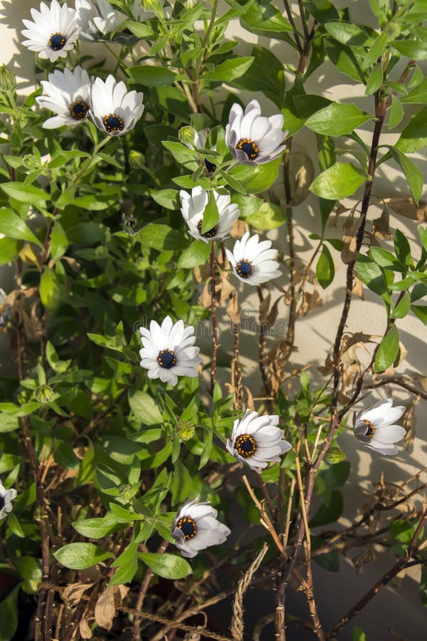 A Small Bush of African Daisy with Pretty White Flowers Stock Image ...
