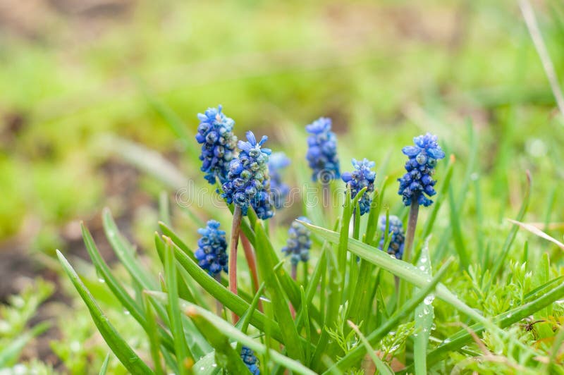 A Small Bush with Blooming Muscari Blue Flowers Stock Photo - Image of ...
