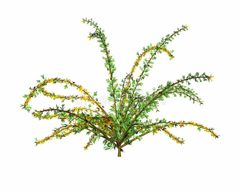Small Bush Blooming with Yellow Flowers - 3D Render Stock Illustration ...