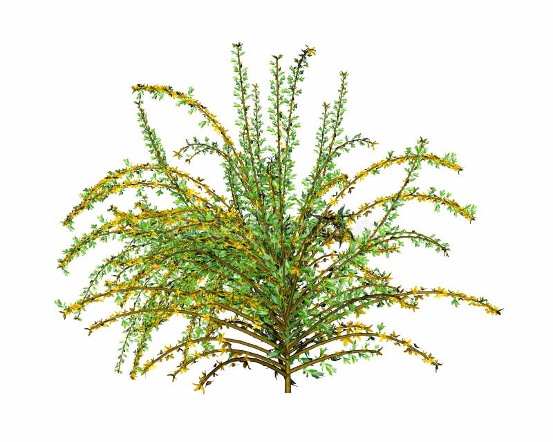 Small Bush Blooming with Yellow Flowers - 3D Render Stock Illustration ...
