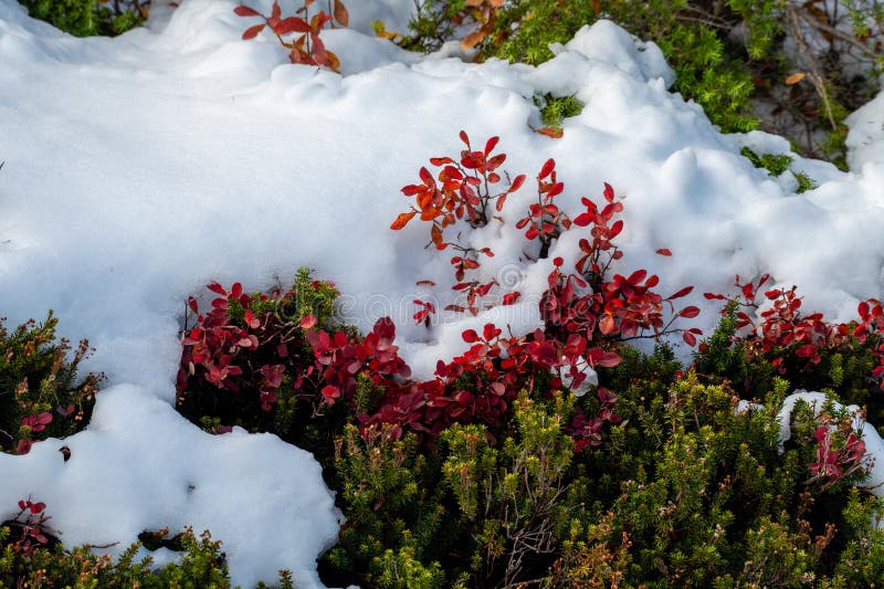 A Small Bush Covered in Snow and Red Flowers Stock Photo - Image of ...