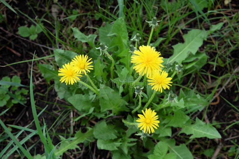 A Small Bush of Dandelion Flowers Grows in the Shade Stock Photo ...