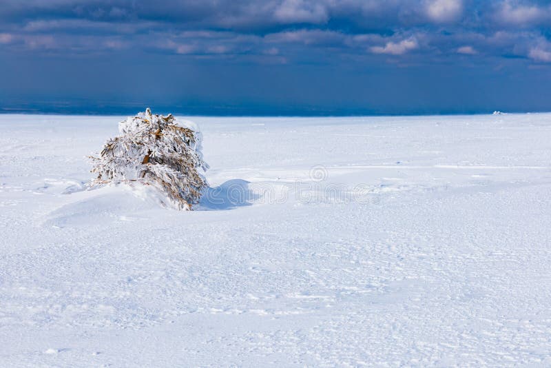 Small Bush Full of Fresh Snow in Mountains Stock Photo - Image of ...