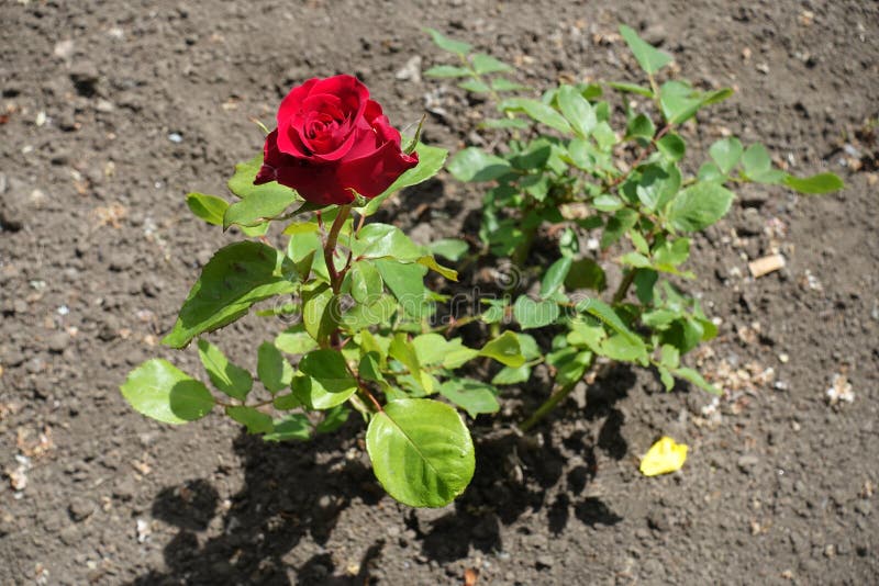 Small Bush of Rose with One Red Flower Stock Image - Image of perennial ...