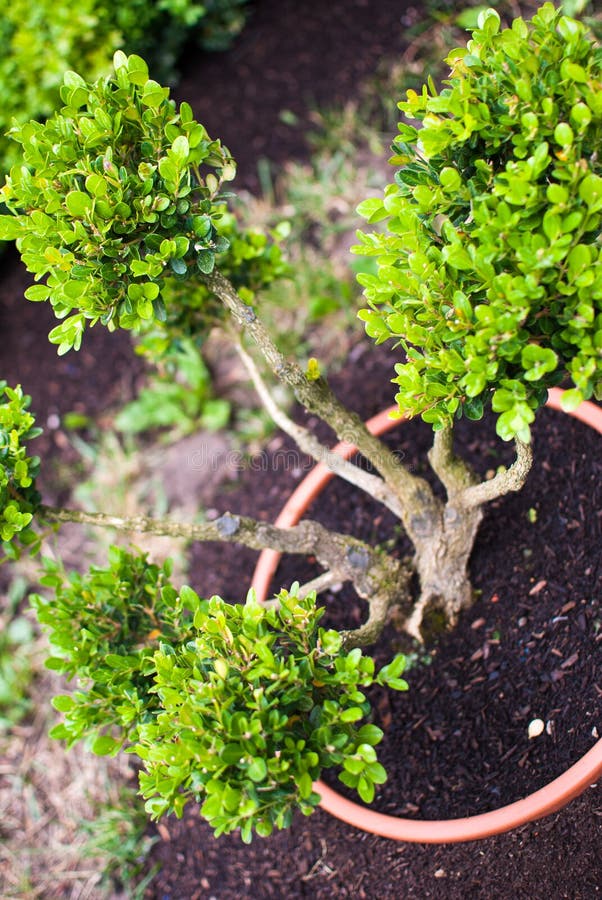 Small bush stock image. Image of bush, small, leaved - 40265609