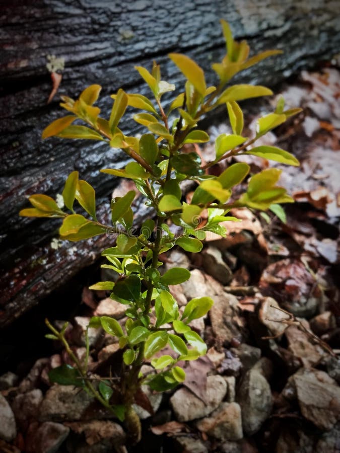 Tiny Bush Growing through a Rocky Path Stock Image - Image of growing ...