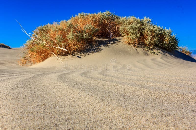 A Small Bush is Growing on a Sandy Beach Stock Photo - Image of cloud ...