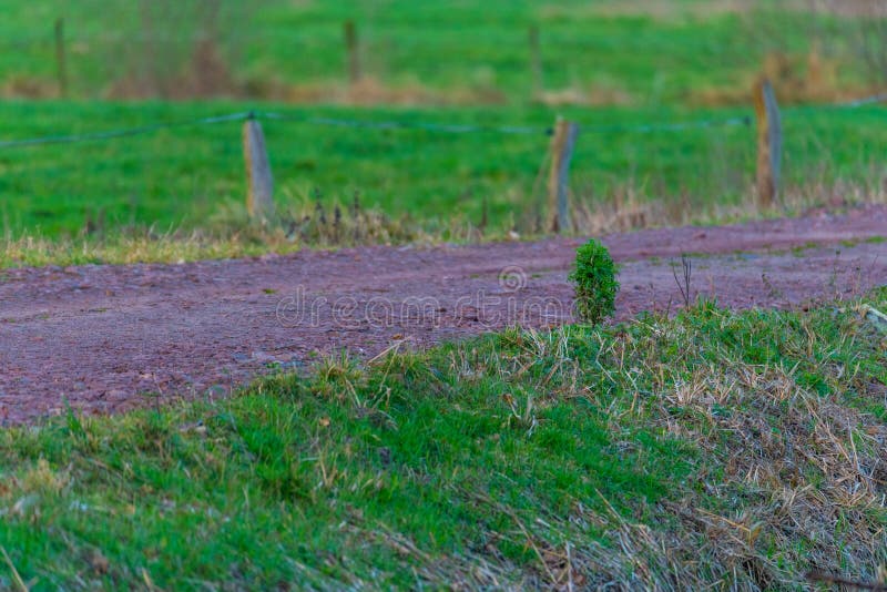 A Small Bush Grows on a Dirt Road Stock Photo - Image of line, natural ...