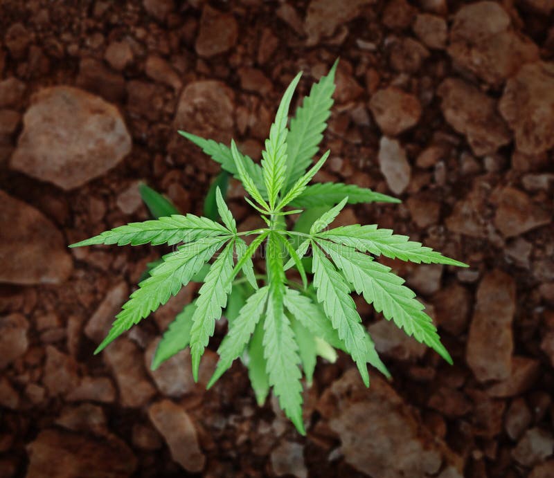 Small Bush of Hemp - Cannabis Stock Photo - Image of concept, brown ...