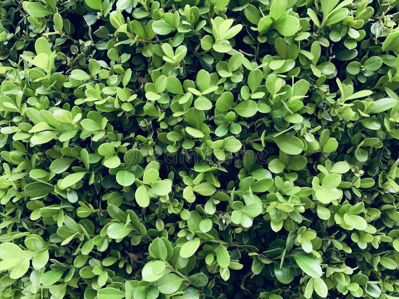 Small Bush Leaves Natural Pattern Background Stock Image - Image of ...