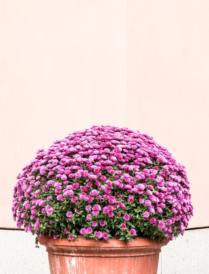 Small bush stock photo. Image of bush, gardens, curve - 35913342