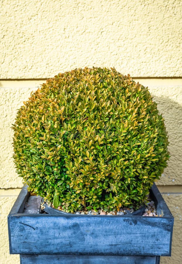 Small bush stock photo. Image of color, gardens, cultivated - 28742952