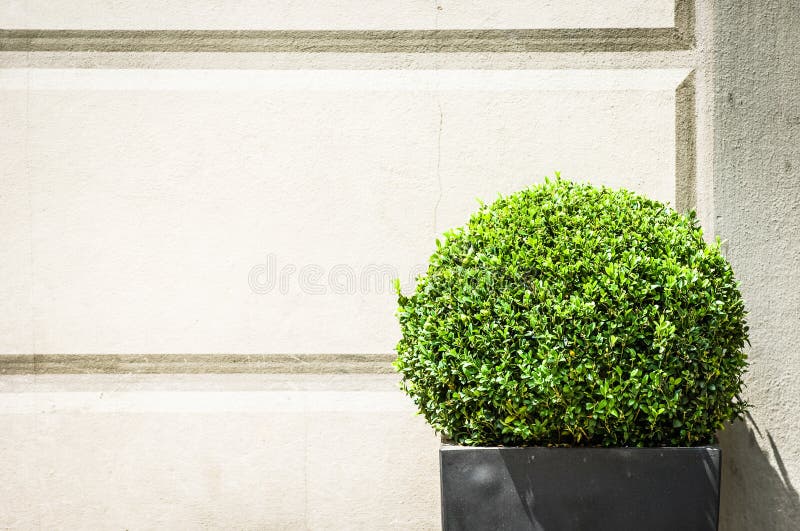 Small bush stock photo. Image of color, gardens, cultivated - 28742952