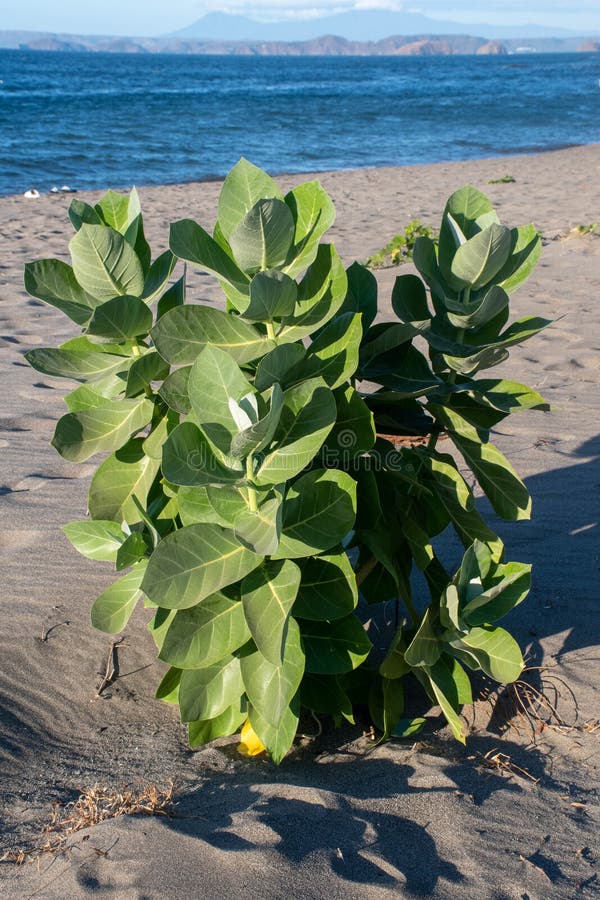 Small Bush Ovelooking Tropical Beach Stock Photo - Image of plant, bush ...