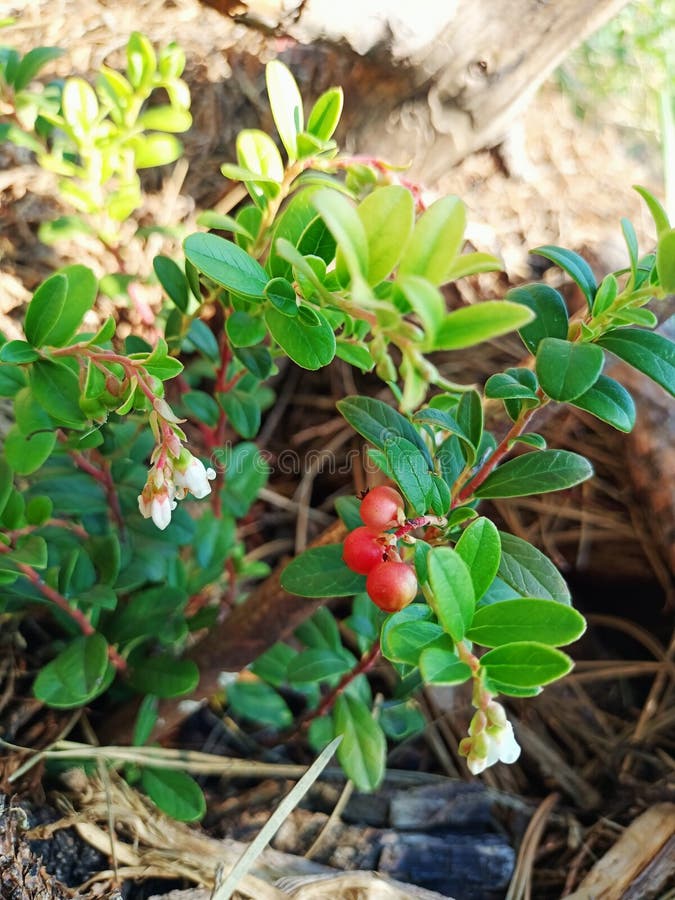 A Small Bush with a Red Lingonberry Grows in the Forest Under Pine ...
