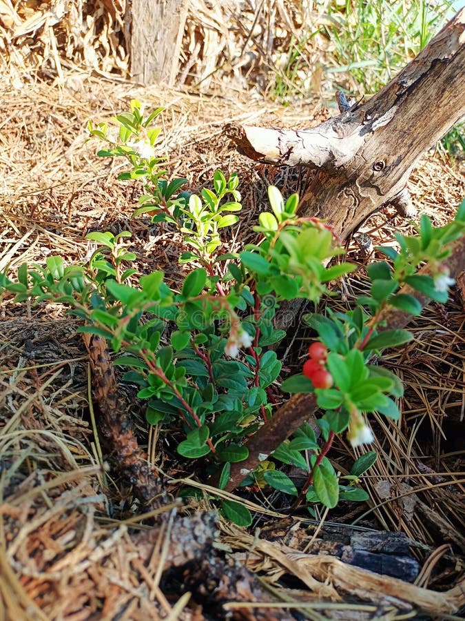 A Small Bush with a Red Lingonberry Grows in the Forest Under Pine ...