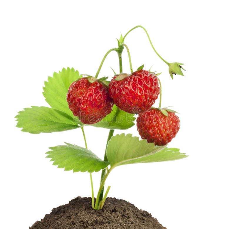 Bush of strawberry stock photo. Image of healthy, maturing - 21939796