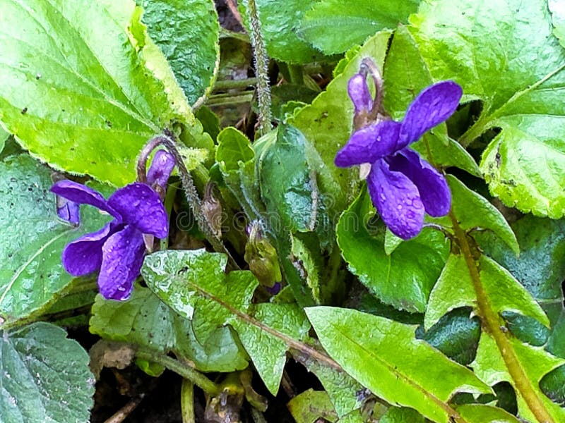 A Small Bush of Violets. Two Open Flowers and Several Buds on a ...