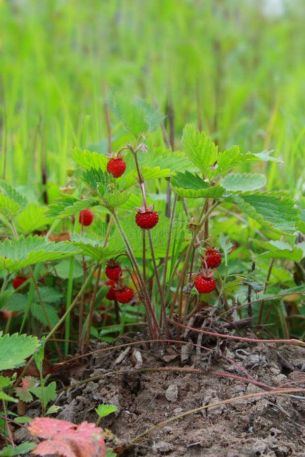 Small Bush Of Wild Strawberry Stock Image - Image of greenery, fragrant ...