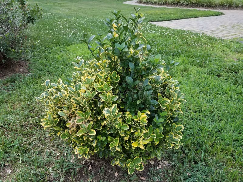 Small Bush with Yellow and Green Leaves Stock Photo - Image of yard ...