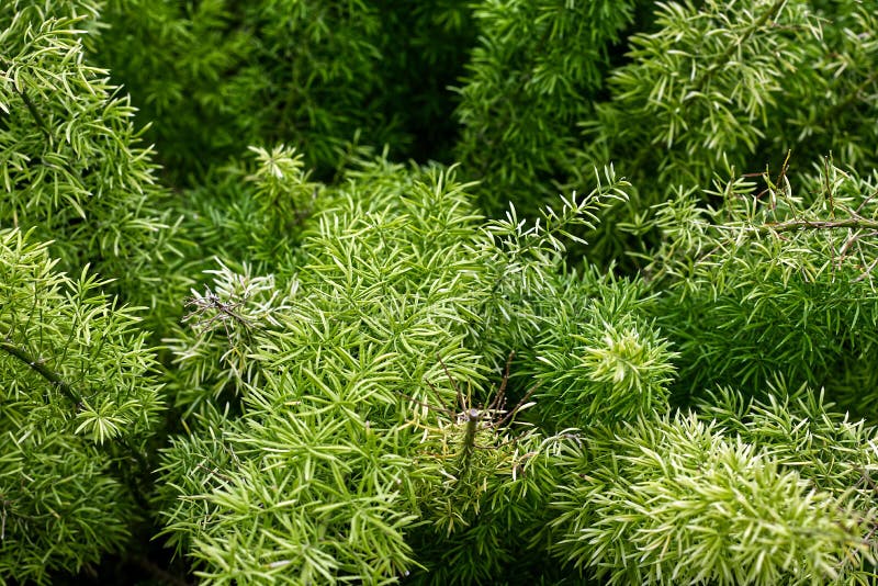 Small Bushes that Create a Forest Impression, Toronto, on, Canada Stock ...