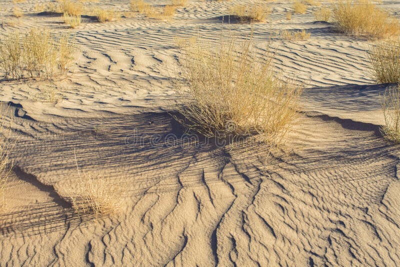 Small bushes in desert stock image. Image of dried, bushes - 100897609