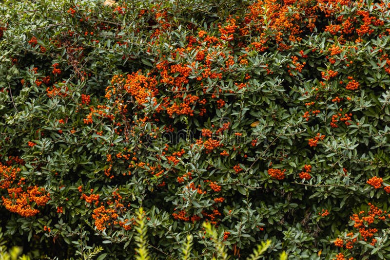 Small Bushes Full of Red and Orange Mountain Ash Stock Image - Image of ...