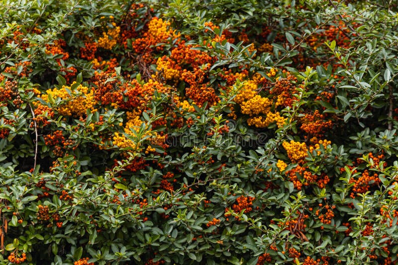Small Bushes Full of Red and Orange Mountain Ash Stock Photo - Image of ...