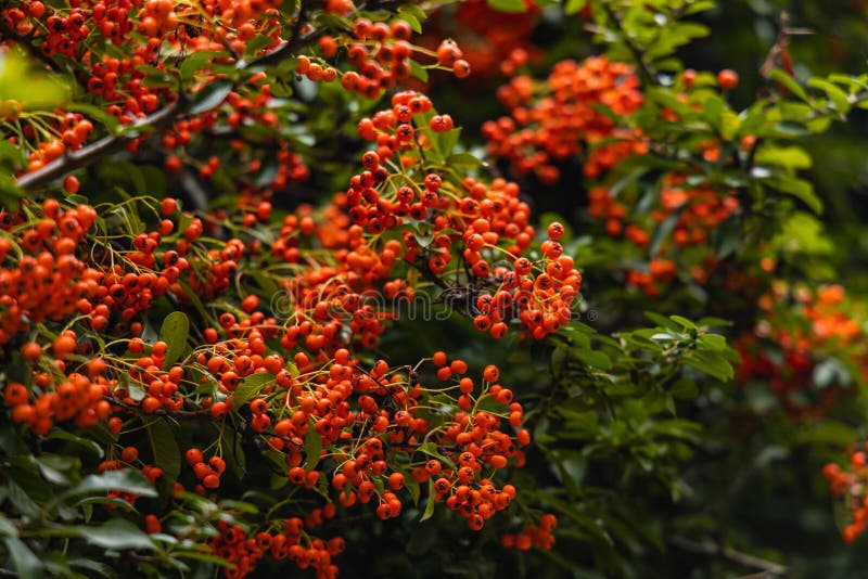 Small Bushes Full of Red and Orange Mountain Ash Stock Image - Image of ...