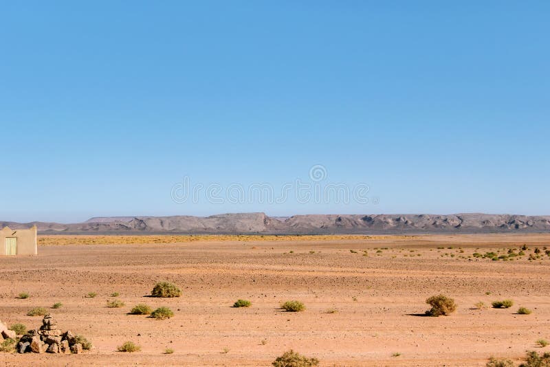 Bushes Growing in Sahara Desert Stock Image - Image of blue, horizon ...