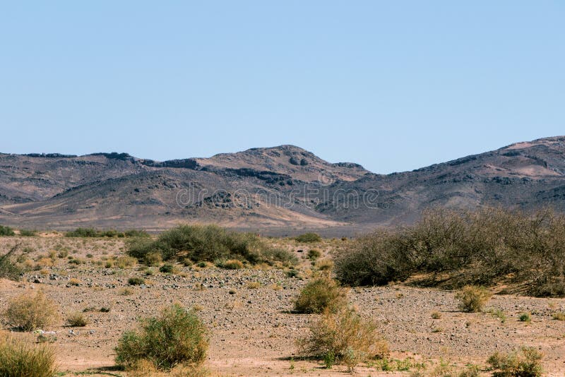 Bushes Growing in Sahara Desert Stock Image - Image of horizon, arid ...