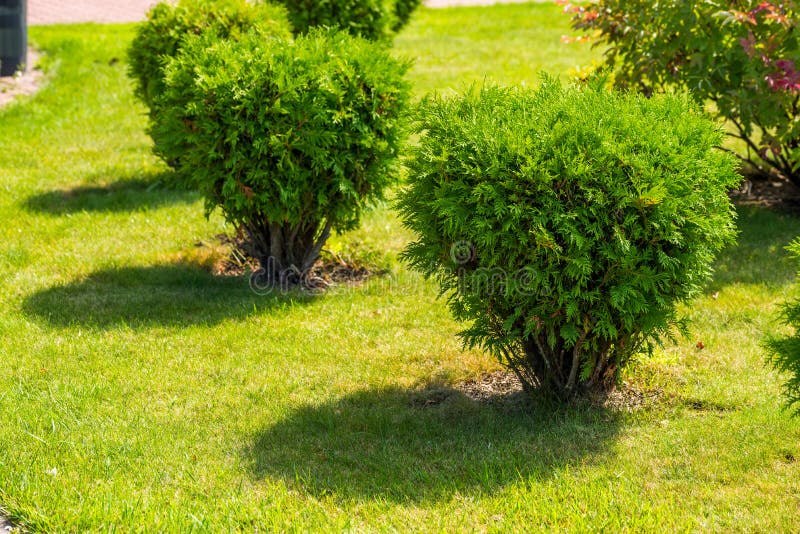 Small Bushes on the Lawn, Tuya Bushes Stock Image - Image of landscape ...