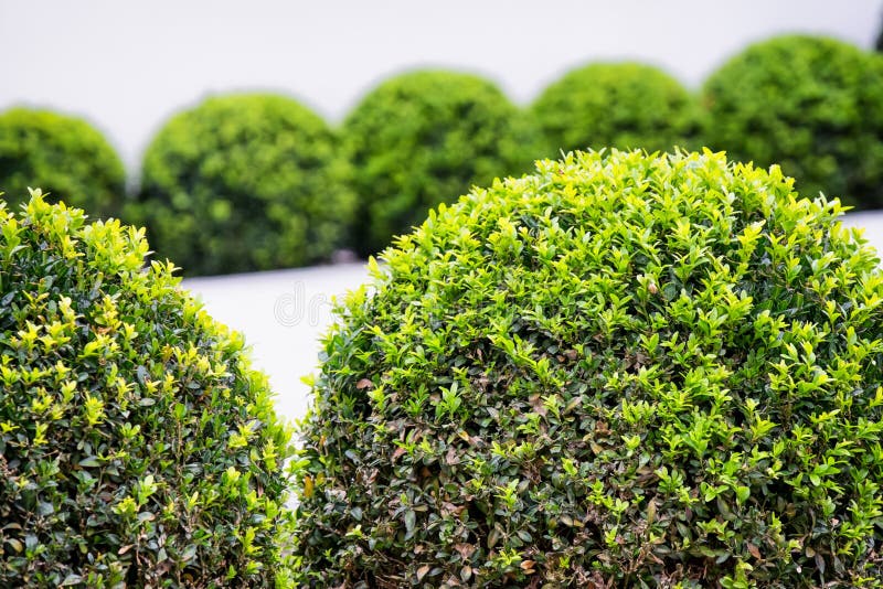 Bushes stock photo. Image of park, evergreen, botany - 35886690