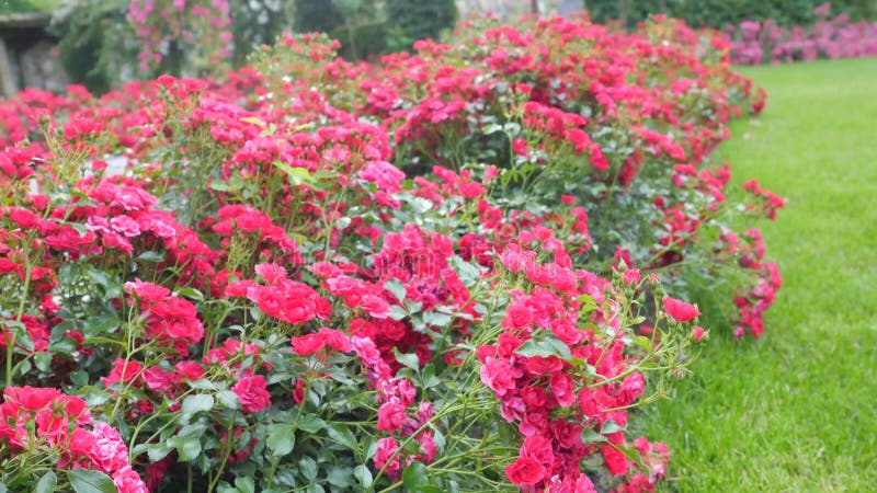 Small Bushes with Red Roses Stock Photo - Image of background ...