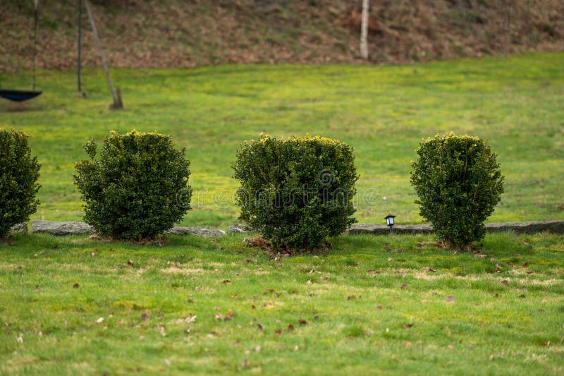 Small Bushes in a Row As Part of a Hedge.. Stock Image - Image of ...