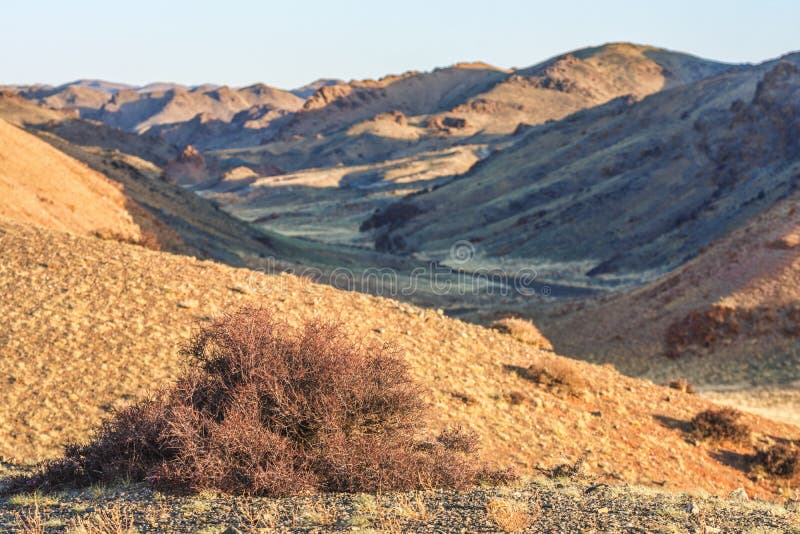 Small Bushes between Sand Dunes Stock Photo - Image of floral, light ...