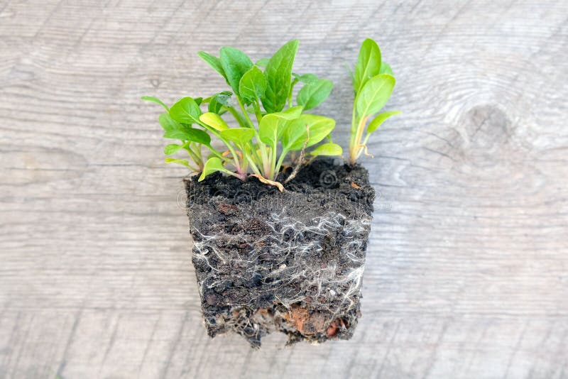 Plants Pulled Out Ground Stock Photos - Free & Royalty-Free Stock ...