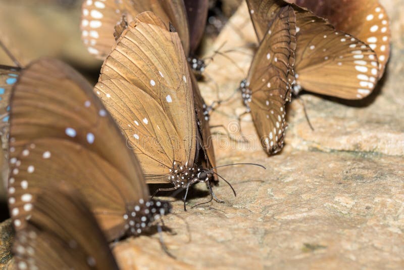 Small butterflies stock photo. Image of beautiful, group - 172773788